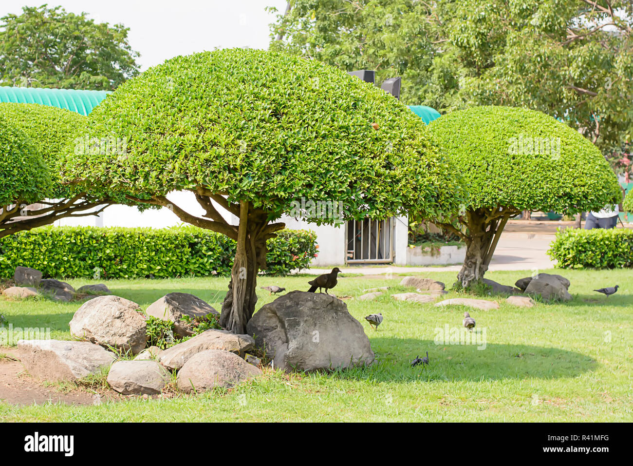 Black ebony tree hi-res stock photography and images - Alamy