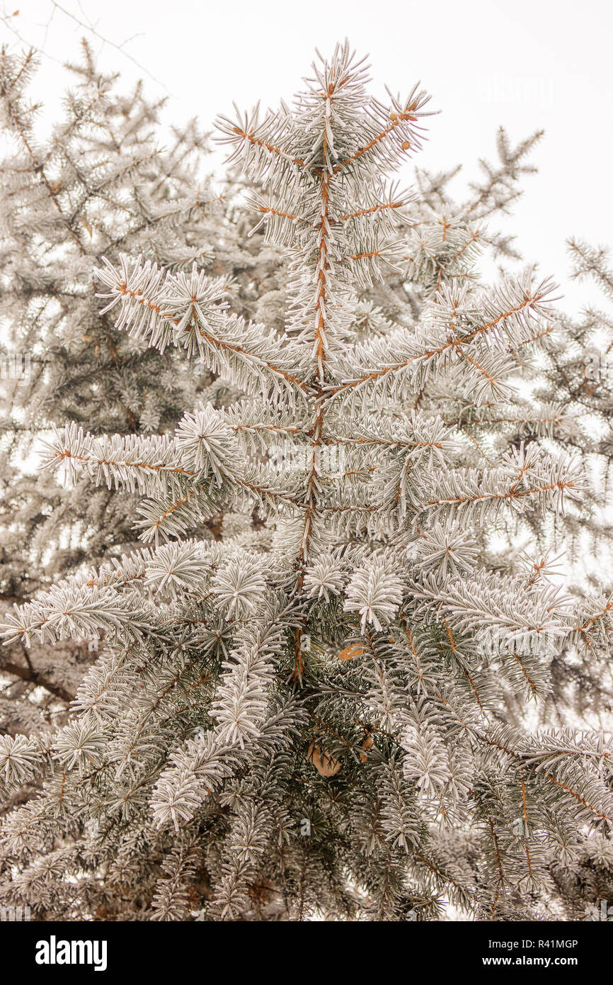 Branches of an evergreen tree covered with snow Stock Photo - Alamy