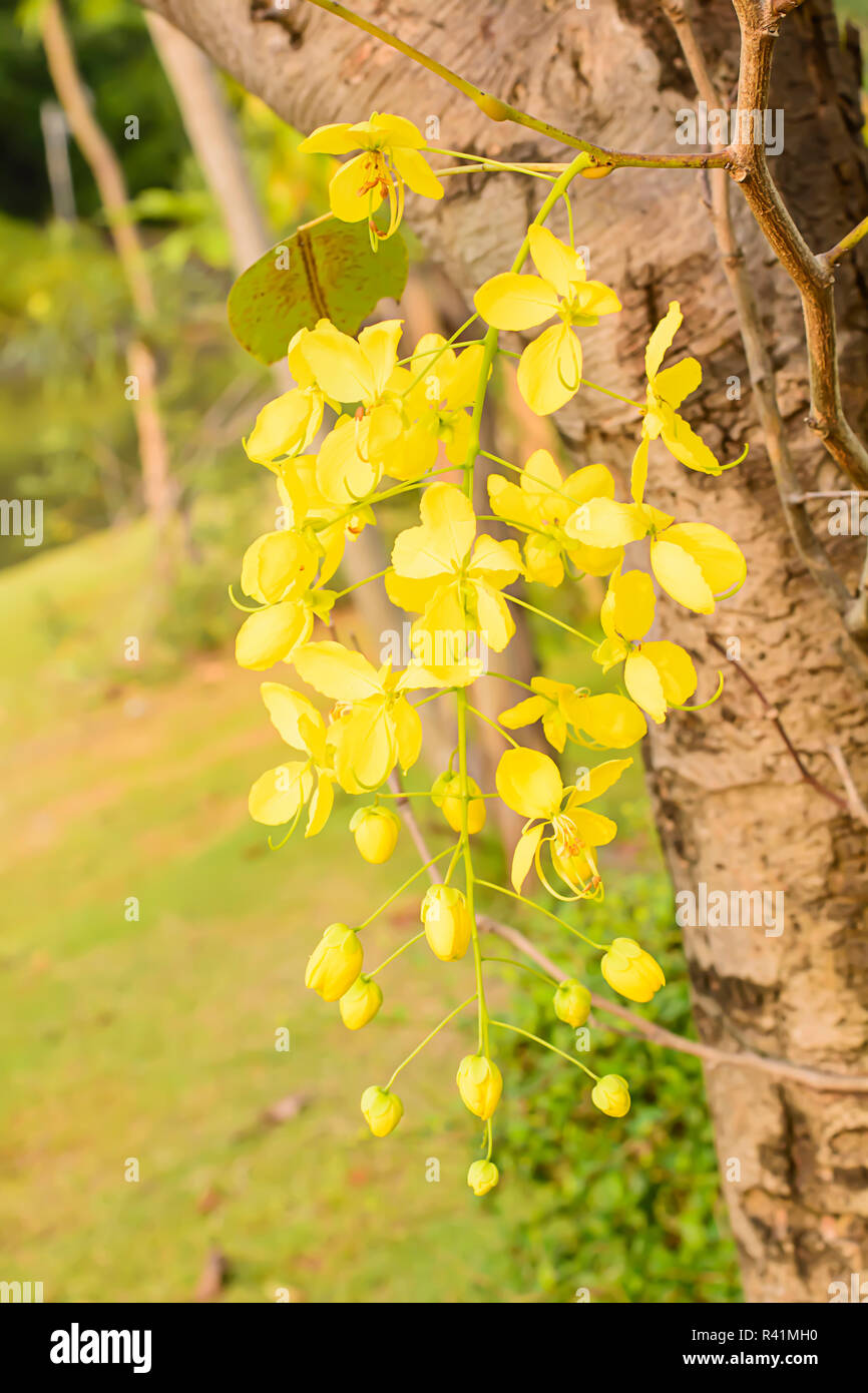 Golden Shower Tree Stock Photo - Alamy