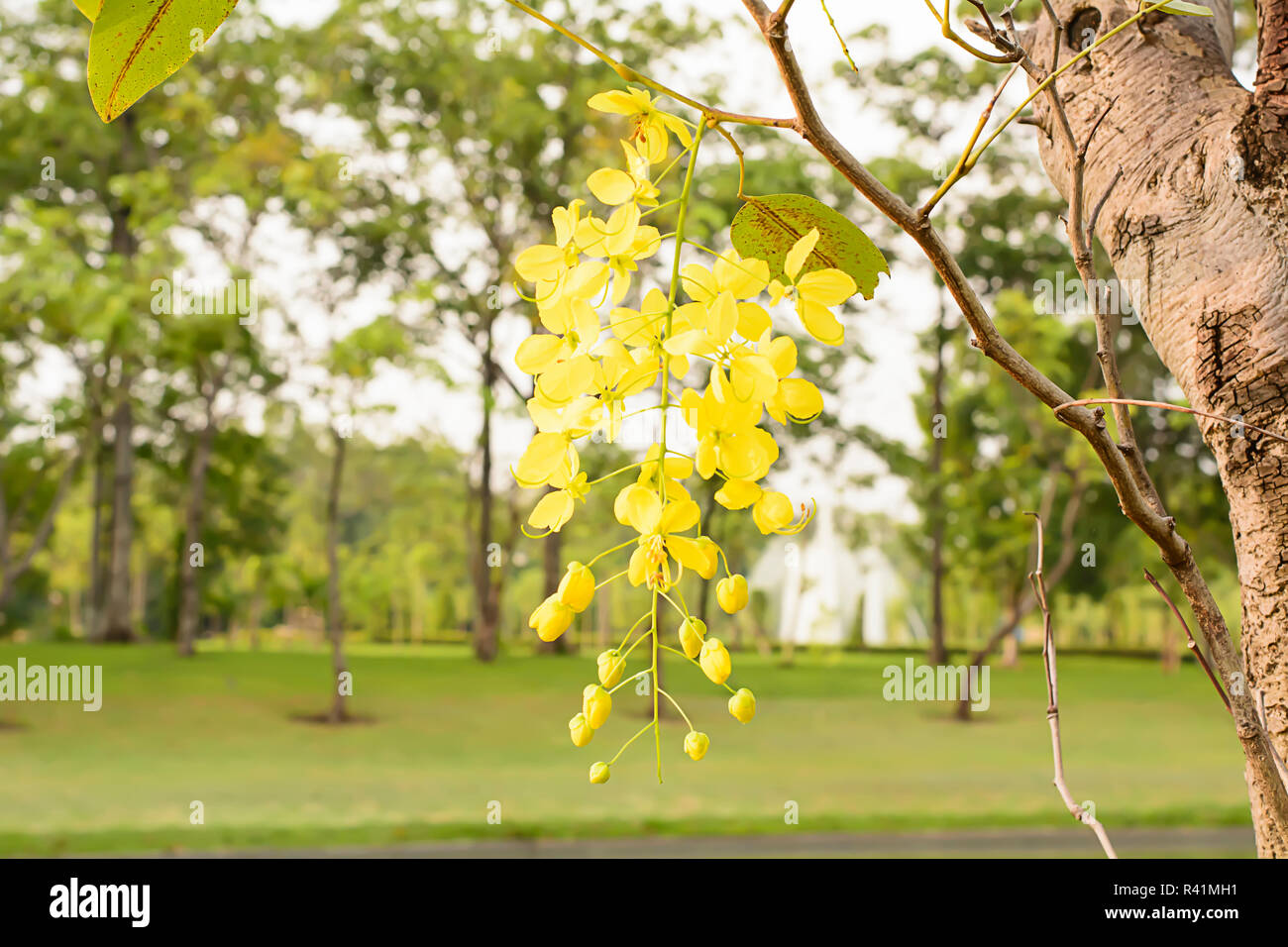 Golden Shower Tree Stock Photo - Alamy