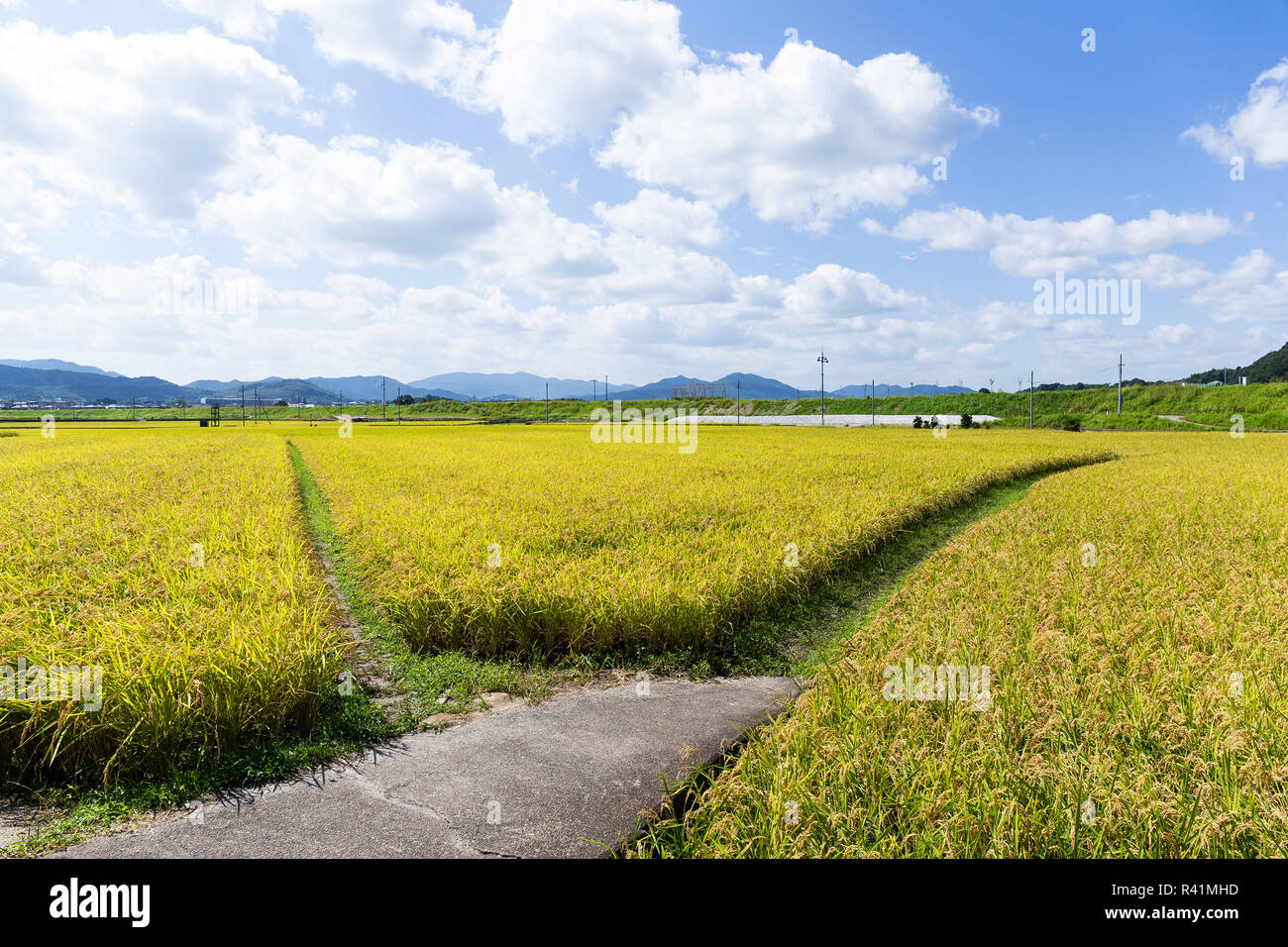 Walking between paddy field hi-res stock photography and images - Alamy