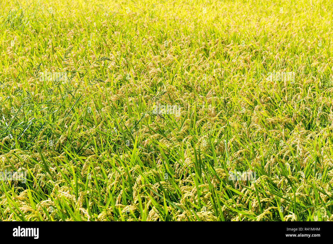 Rice plant in rice field Stock Photo - Alamy