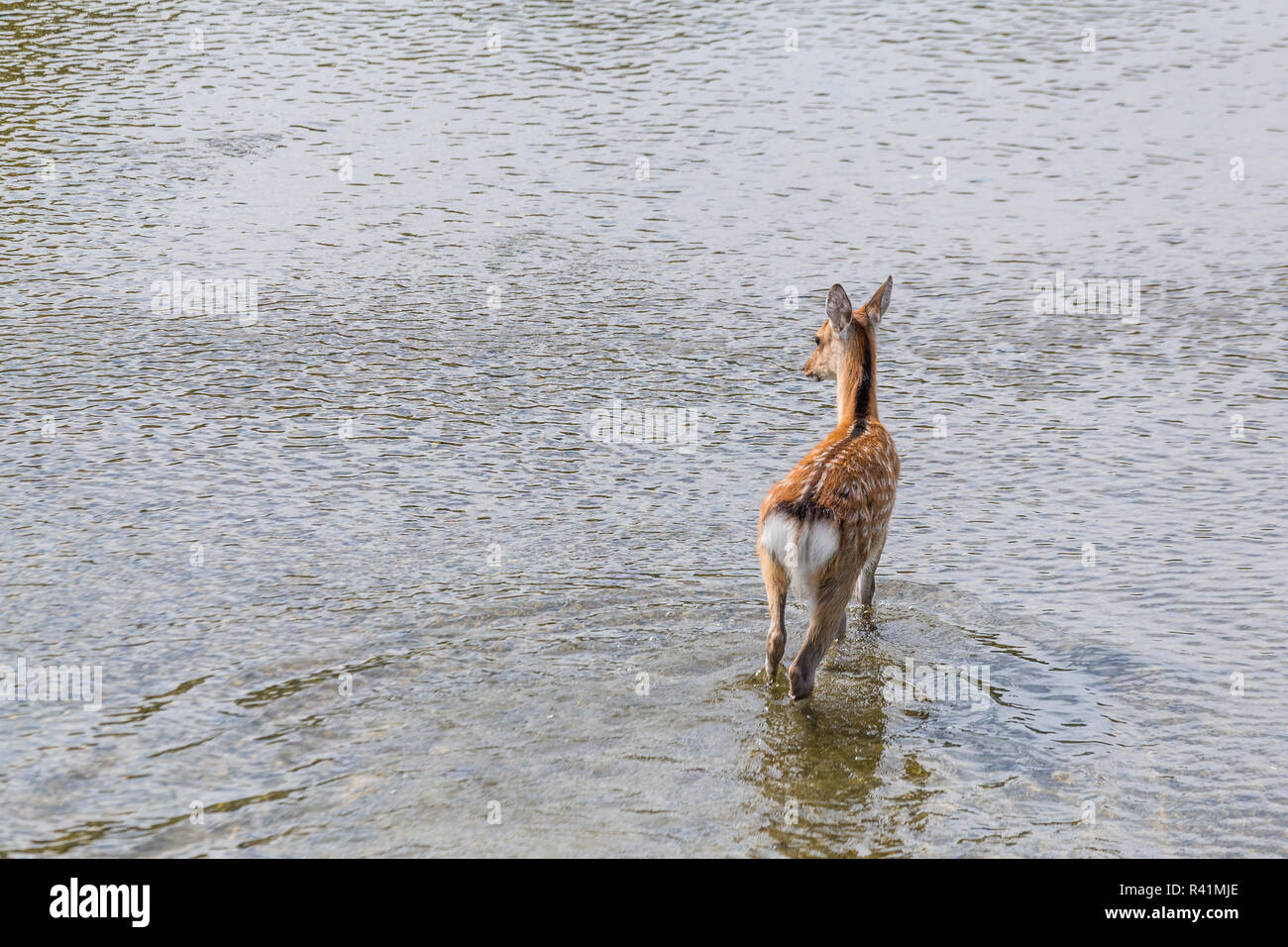 Rear view pert hi-res stock photography and images - Alamy