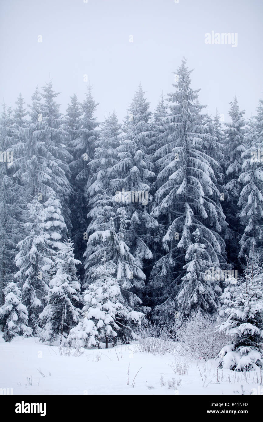 Christmas background with snowy fir trees Stock Photo - Alamy