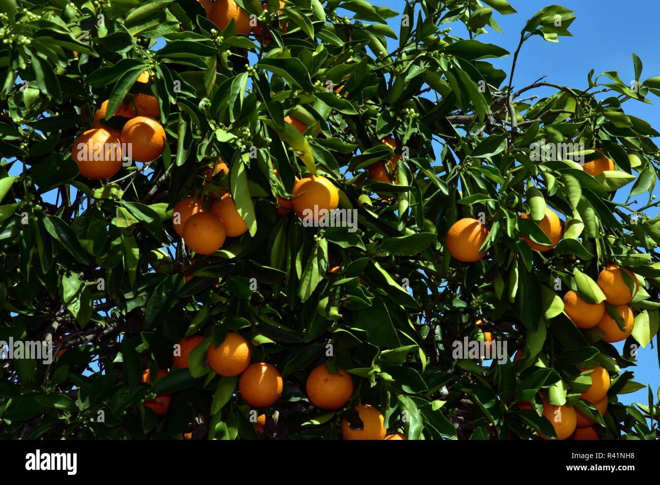 mandarins on a tree Stock Photo - Alamy