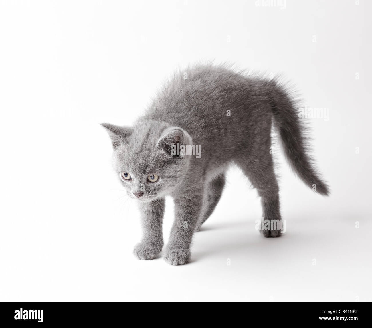 Frightened british kitten Stock Photo - Alamy