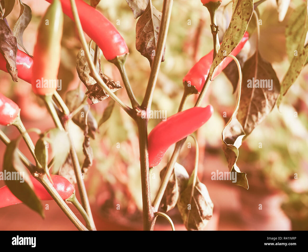Retro looking Chili Pepper Stock Photo - Alamy