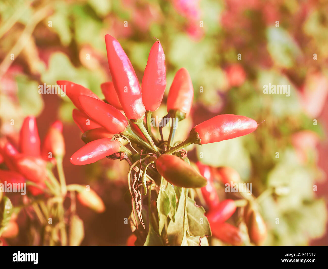 Retro looking Chili Pepper Stock Photo - Alamy