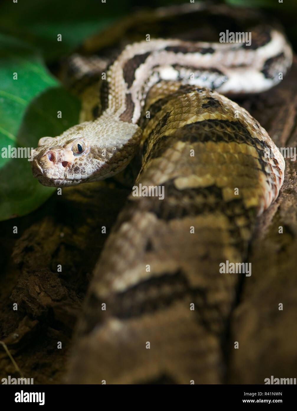 rattlesnake looks into camera Stock Photo - Alamy