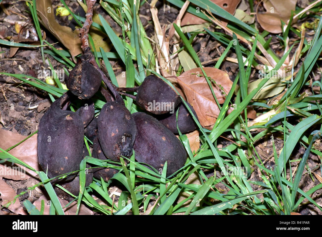 Kurrajong seed hi-res stock photography and images - Alamy
