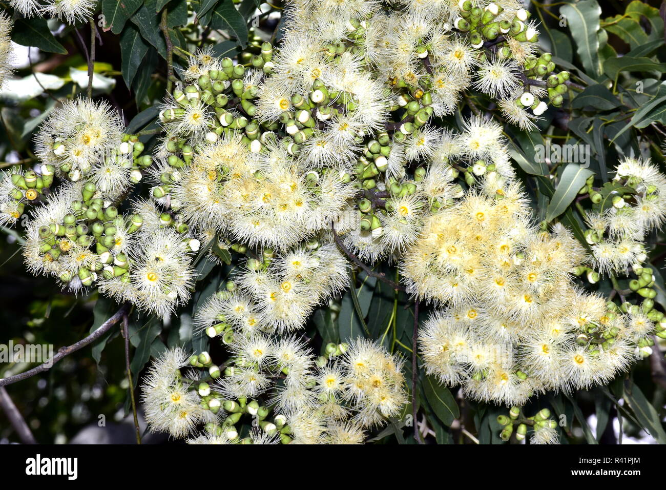 Yellow australia hi-res stock photography and images - Alamy