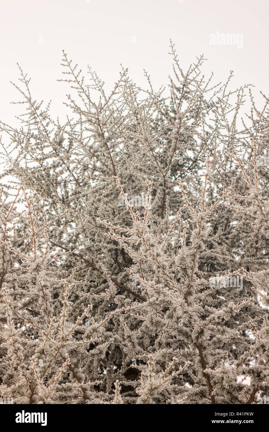 Branches of an evergreen tree covered with snow Stock Photo - Alamy