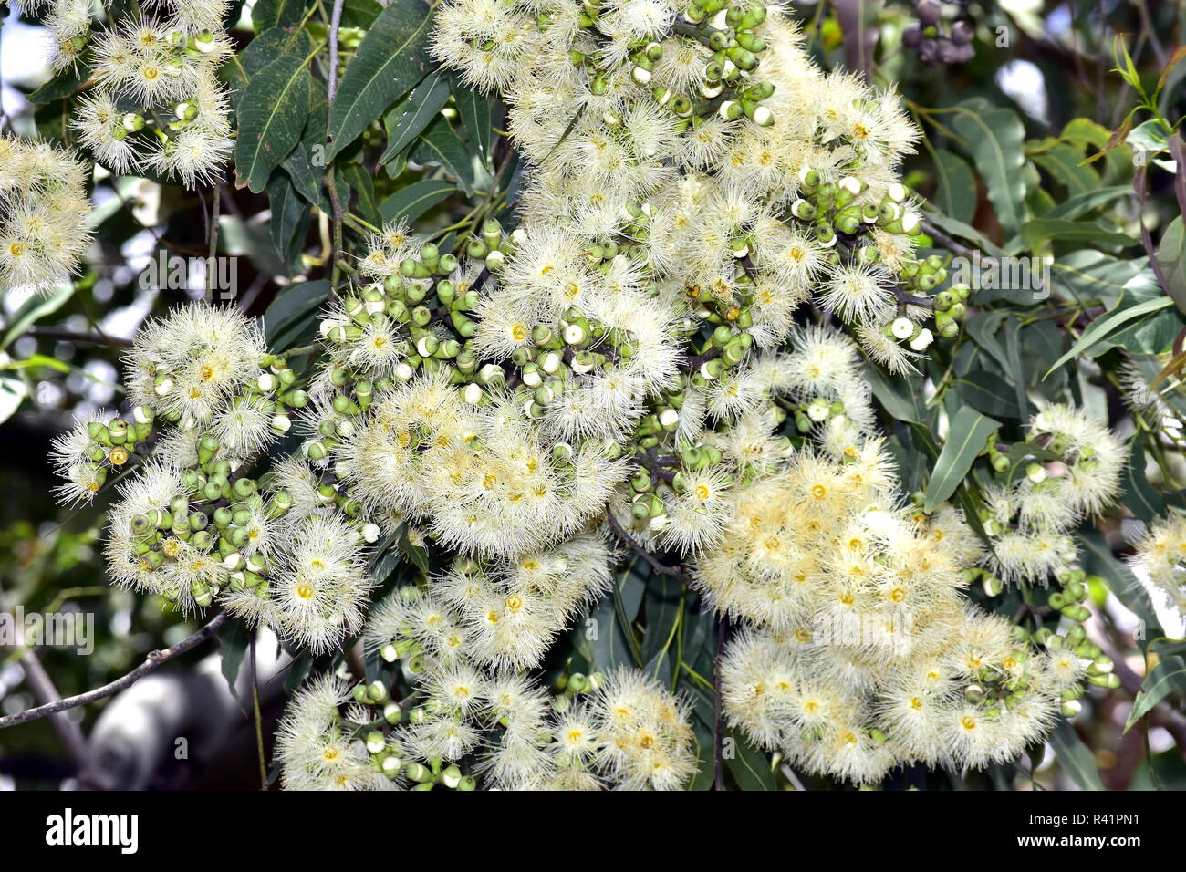 Yellow wattle flower hi-res stock photography and images - Alamy