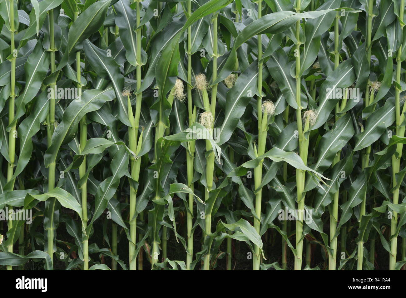 Corn on Stalks Stock Photo - Alamy