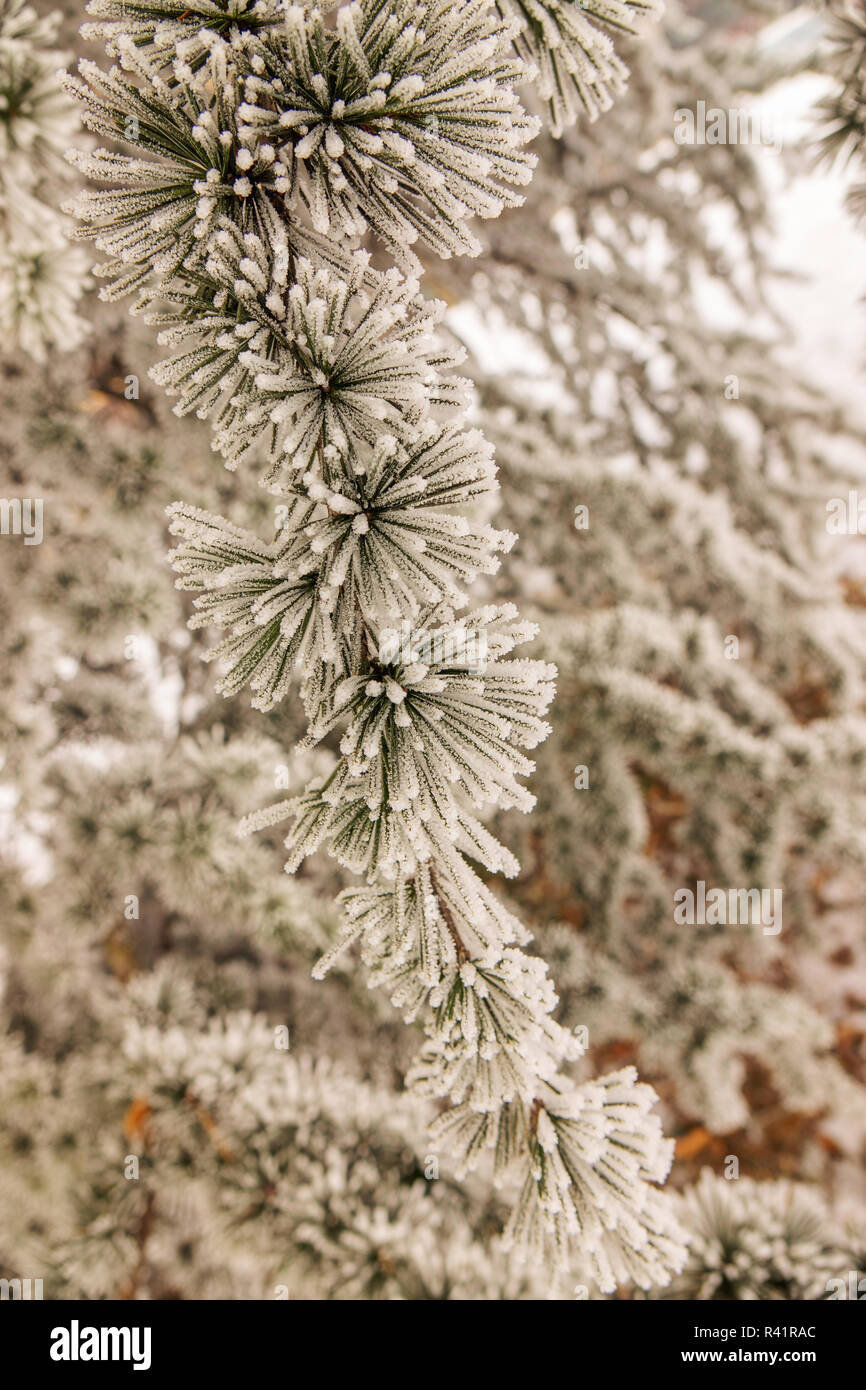 Branches of an evergreen tree covered with snow Stock Photo - Alamy