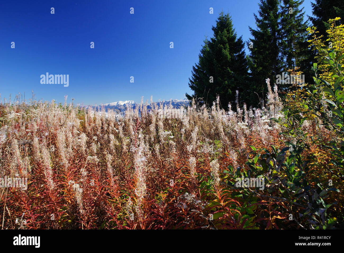 autumn colors alpine grasses a red Stock Photo - Alamy