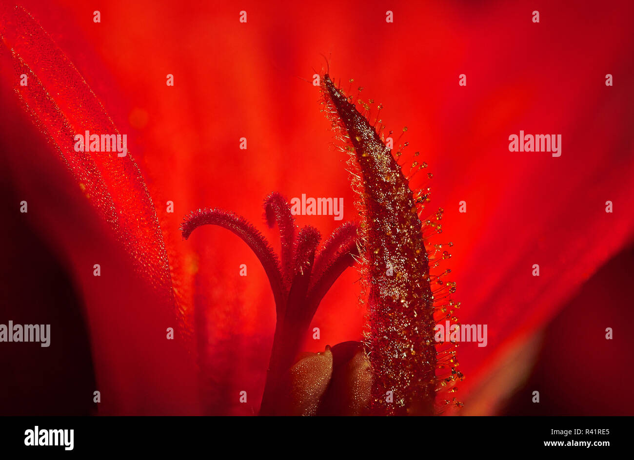 Microscopic view of flower hi-res stock photography and images - Alamy
