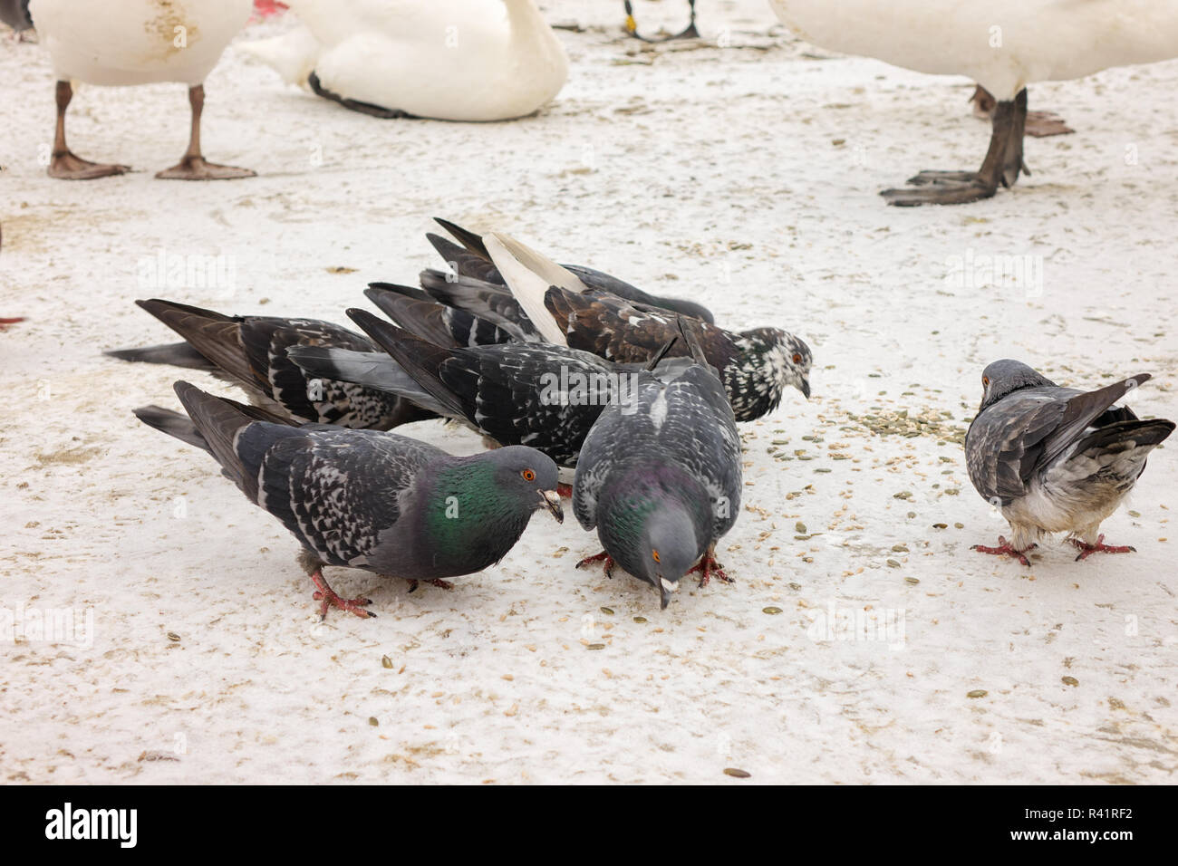 Pigeons eat grains hi-res stock photography and images - Alamy