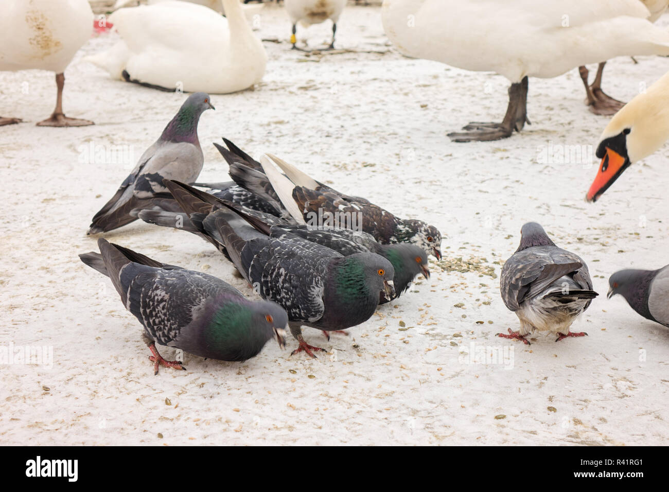 Pigeons eat the grains on a frozen river Stock Photo - Alamy