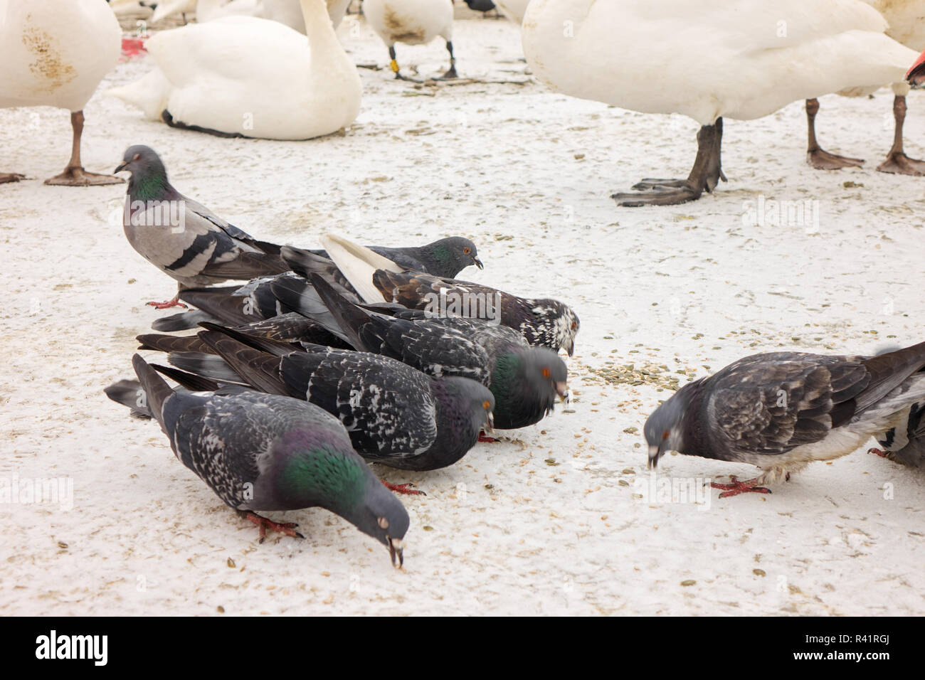 Pigeons eat grains hi-res stock photography and images - Alamy