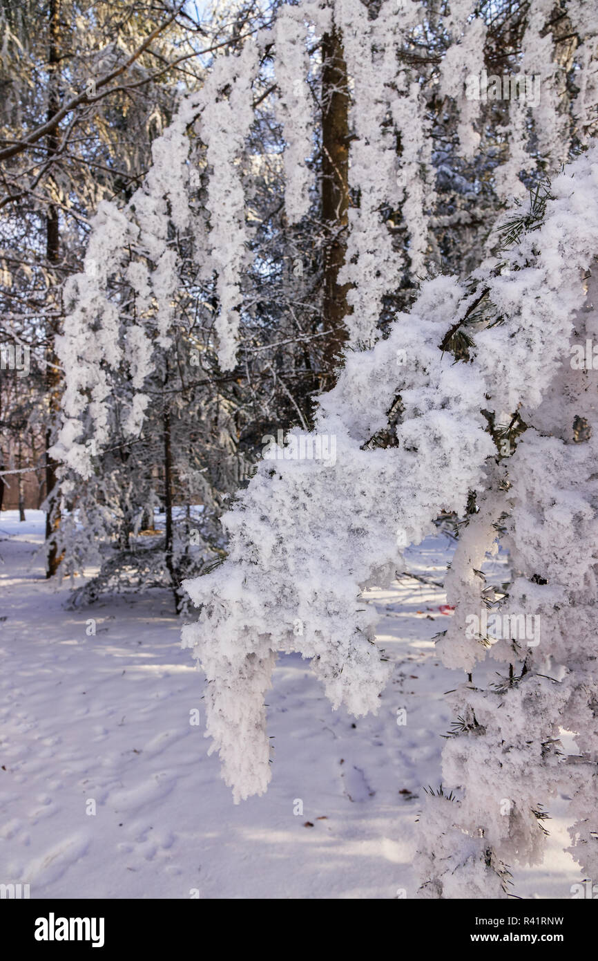 Trees in the forest under the snow, note shallow depth of field Stock ...