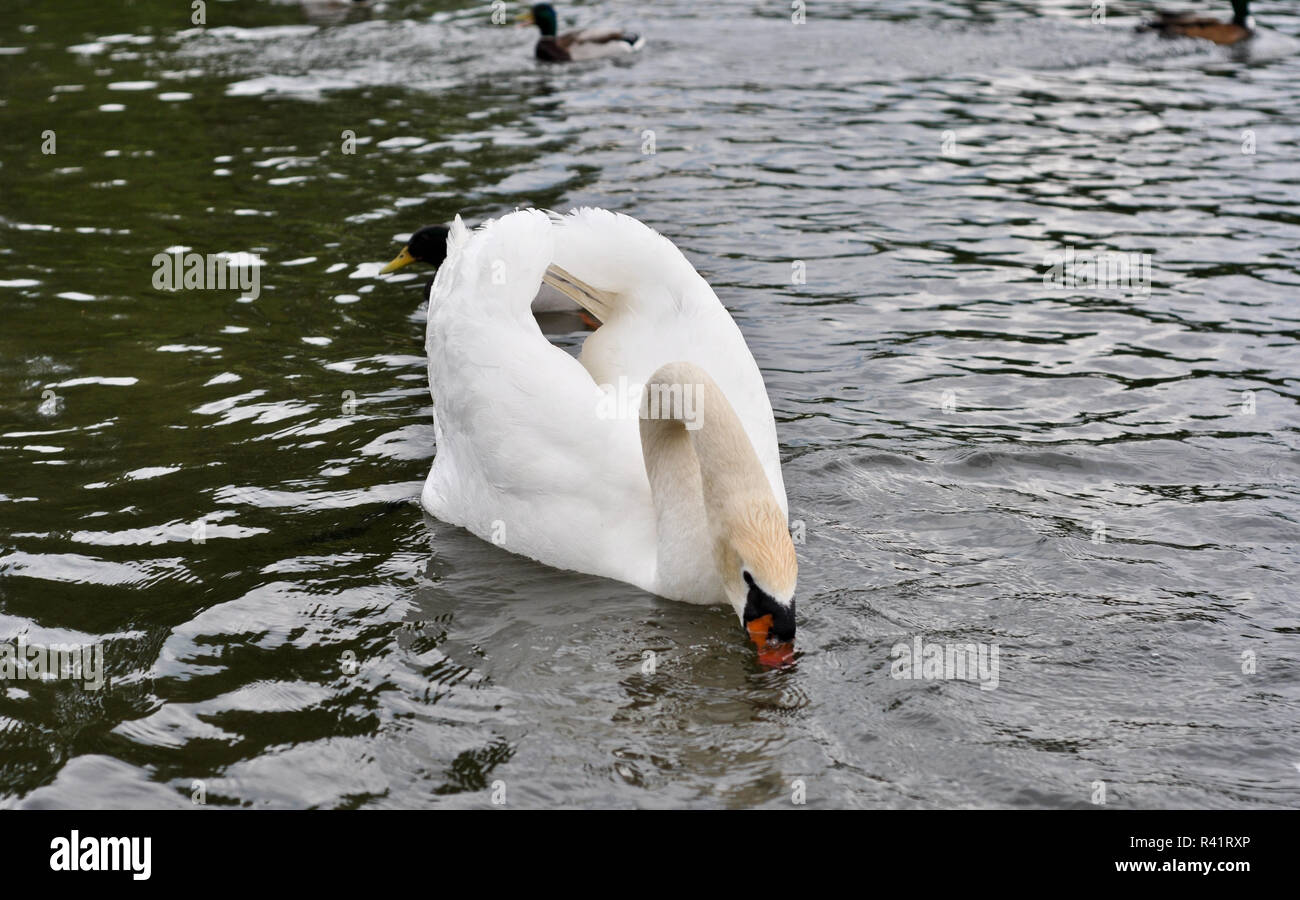 White swan swims on surface hi-res stock photography and images - Alamy