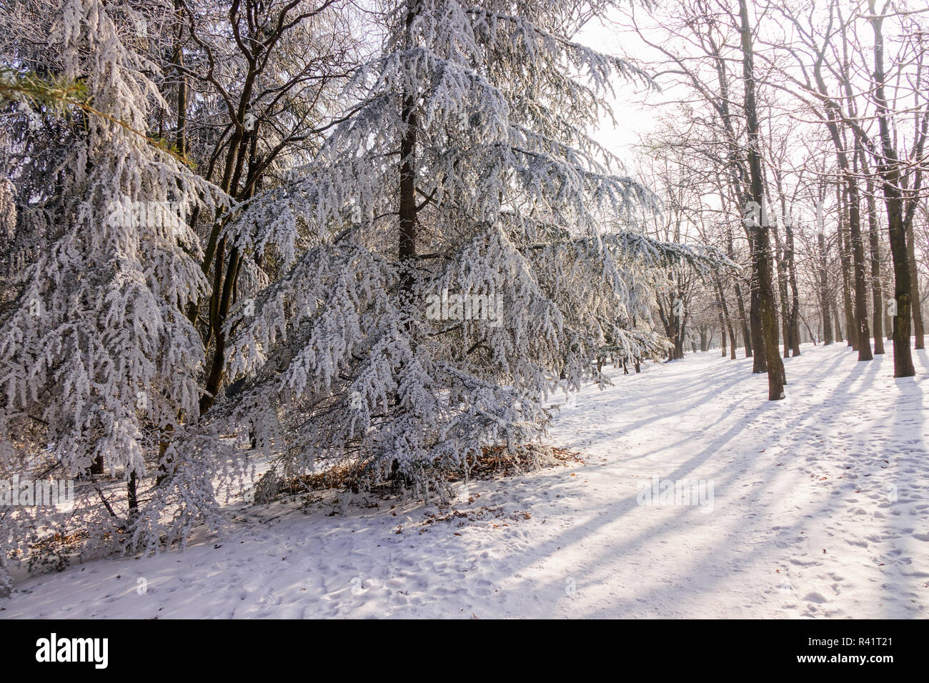 Trees in the forest under the snow Stock Photo - Alamy