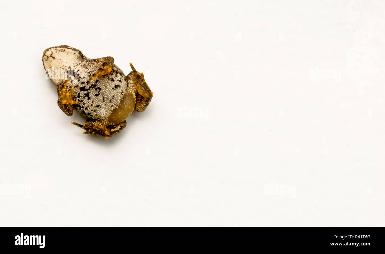 Death frog hi-res stock photography and images - Alamy