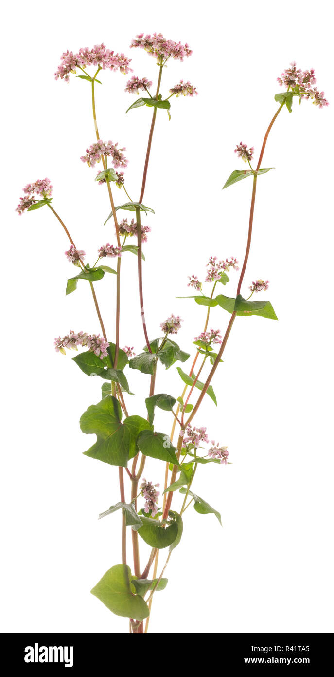 Flower of buckwheat Cut Out Stock Images & Pictures - Alamy