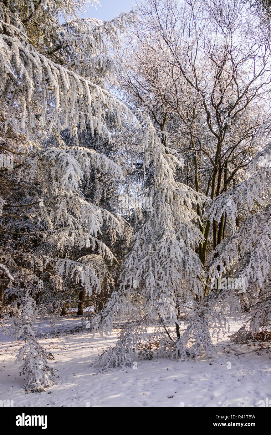 Trees in the forest under the snow Stock Photo - Alamy
