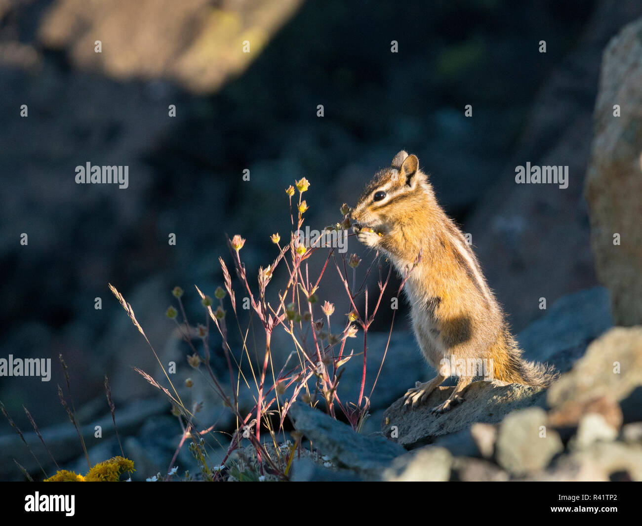 USA, Washington State. Least Chipmunk (Tamias minimus) eating an alpine ...