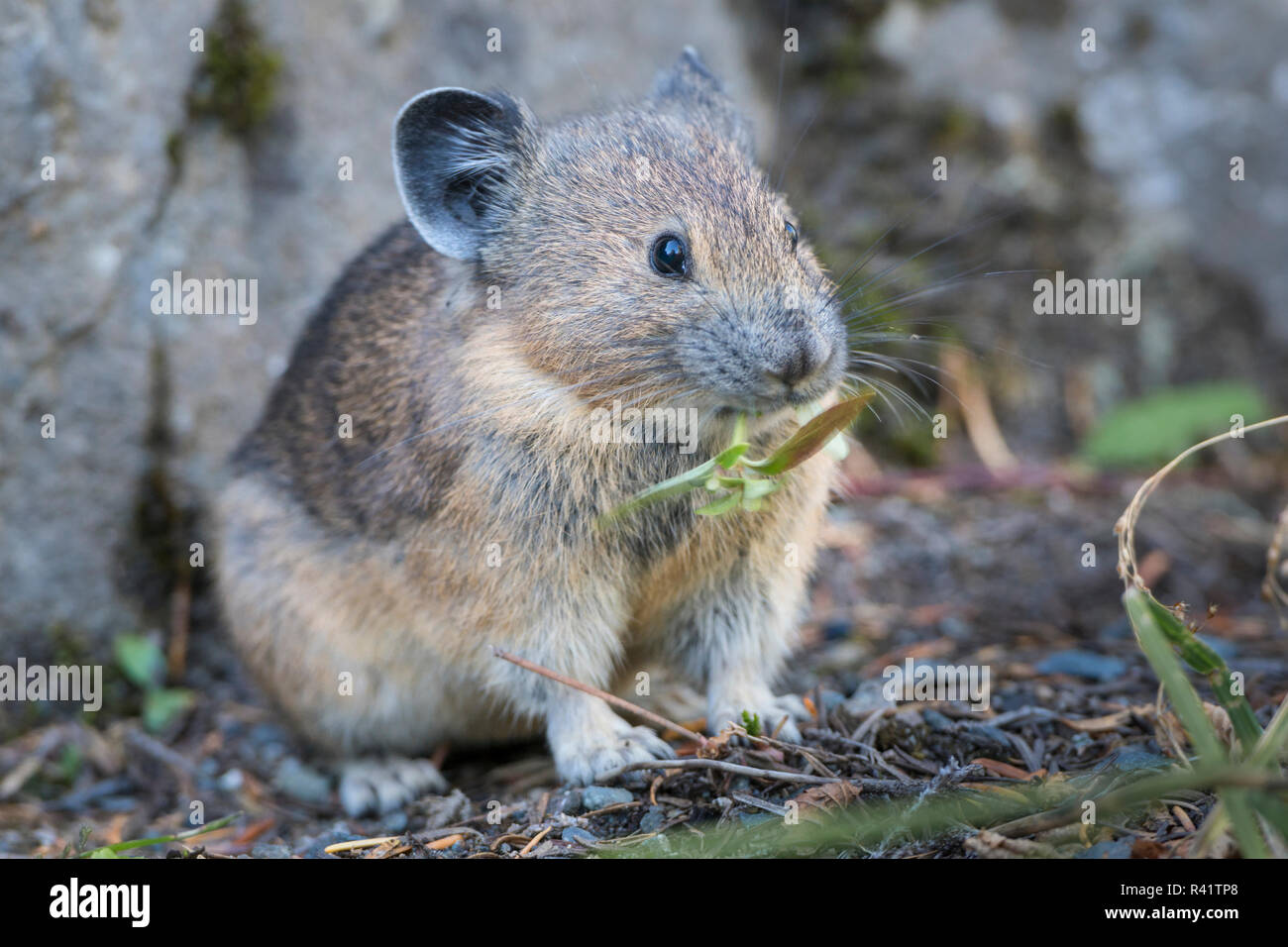 Eats rabbits hi-res stock photography and images - Alamy