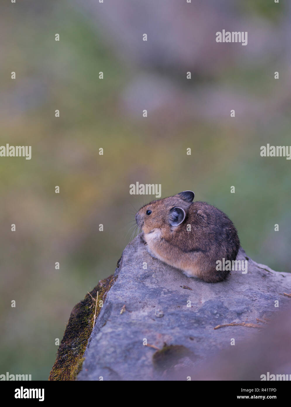 Defending america hi-res stock photography and images - Alamy