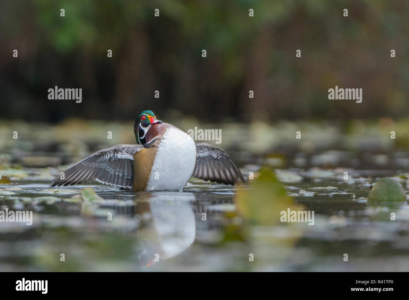 USA, Washington State. Male Wood Duck (Aix sponsa) stretches its wings ...