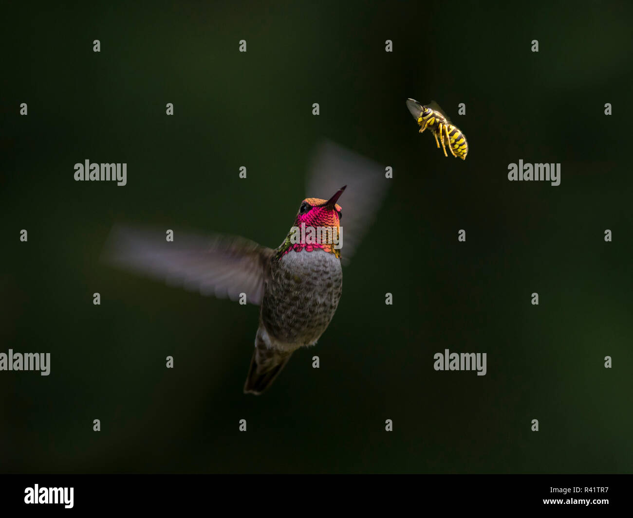 USA, Washington State. Male Anna's Hummingbird (Calypte anna) confronts ...