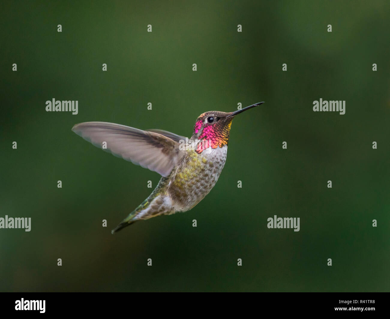 USA, Washington State. Male Anna's Hummingbird (Calypte anna) displays ...