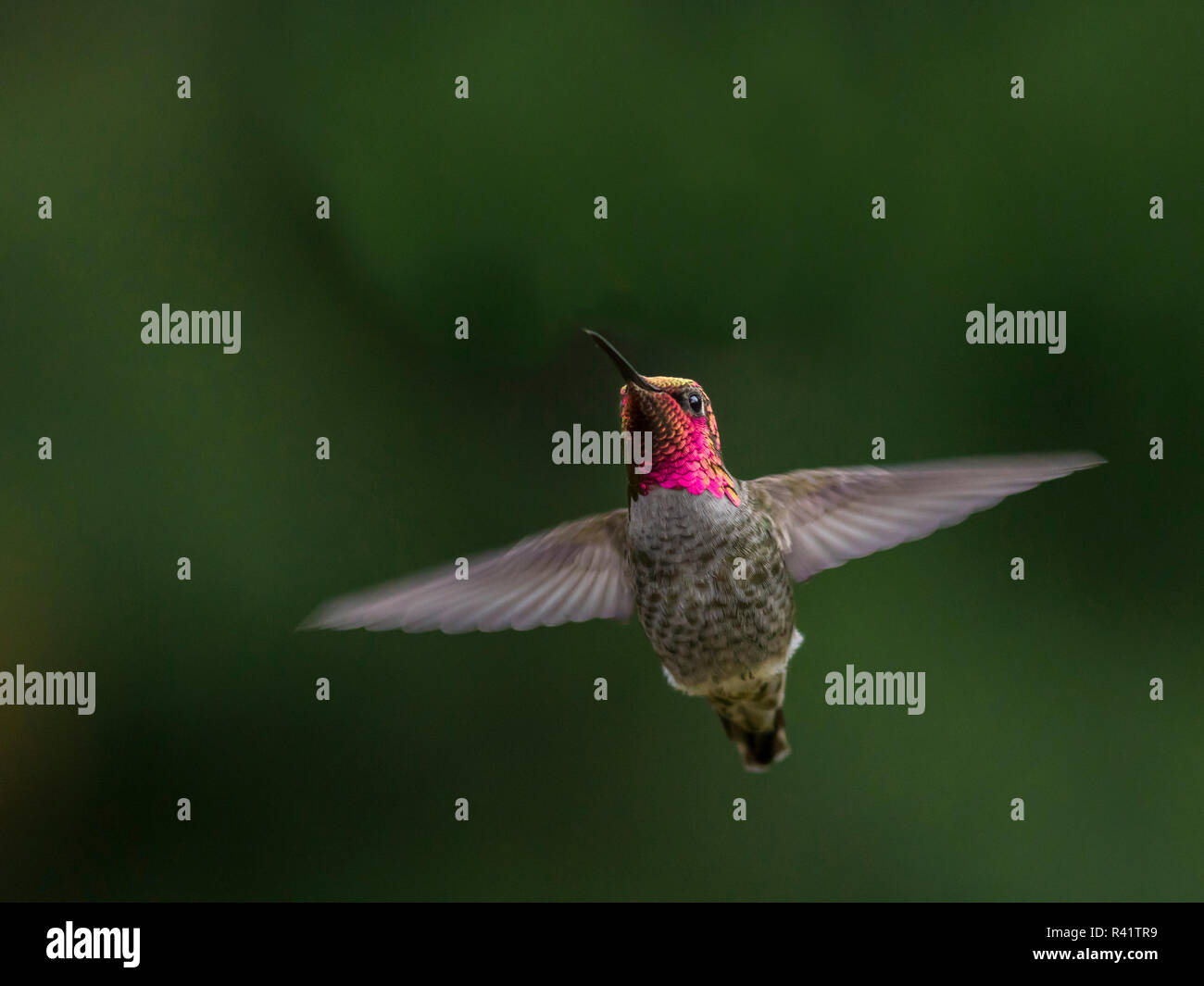 USA, Washington State. Male Anna's Hummingbird (Calypte anna) displays ...