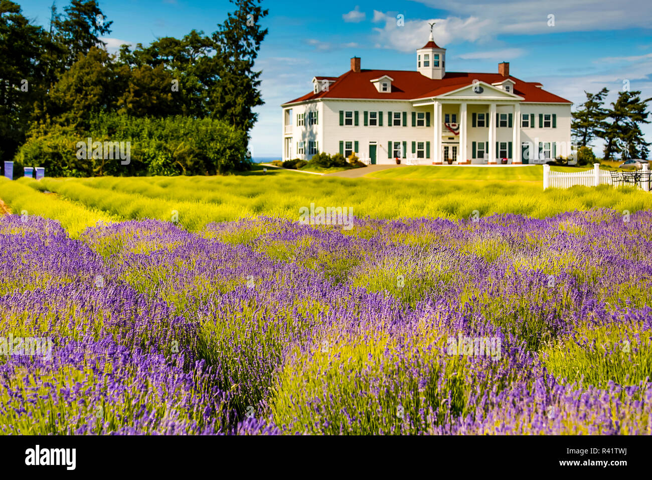 Washington inn and lavender farm hi-res stock photography and images ...