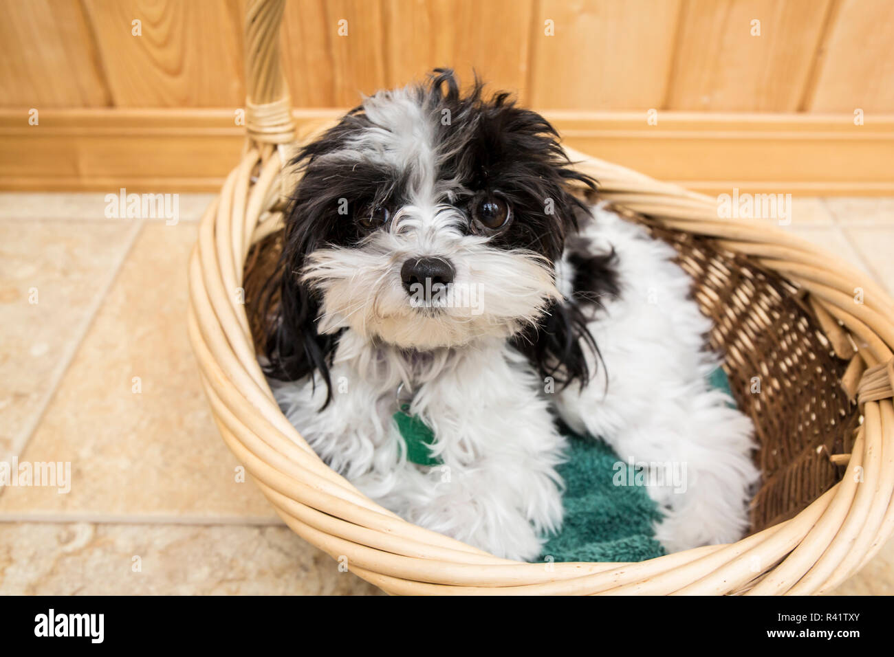 Maltipoo Bianco E Nero Adulto Il VERO Standard Del... Maltese Ti
