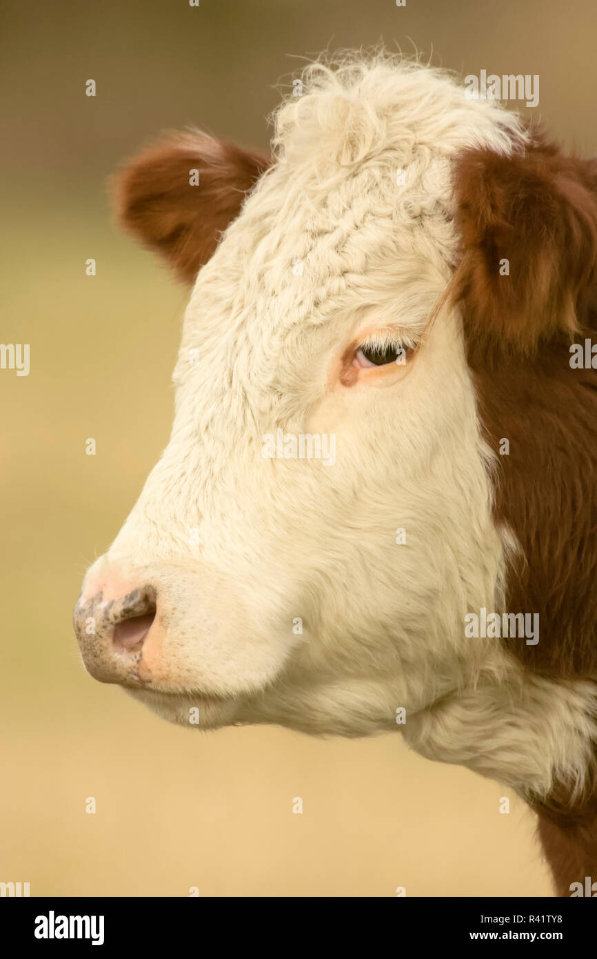 La Conner, Washington State, USA. Close-up portrait of a Hereford cow ...