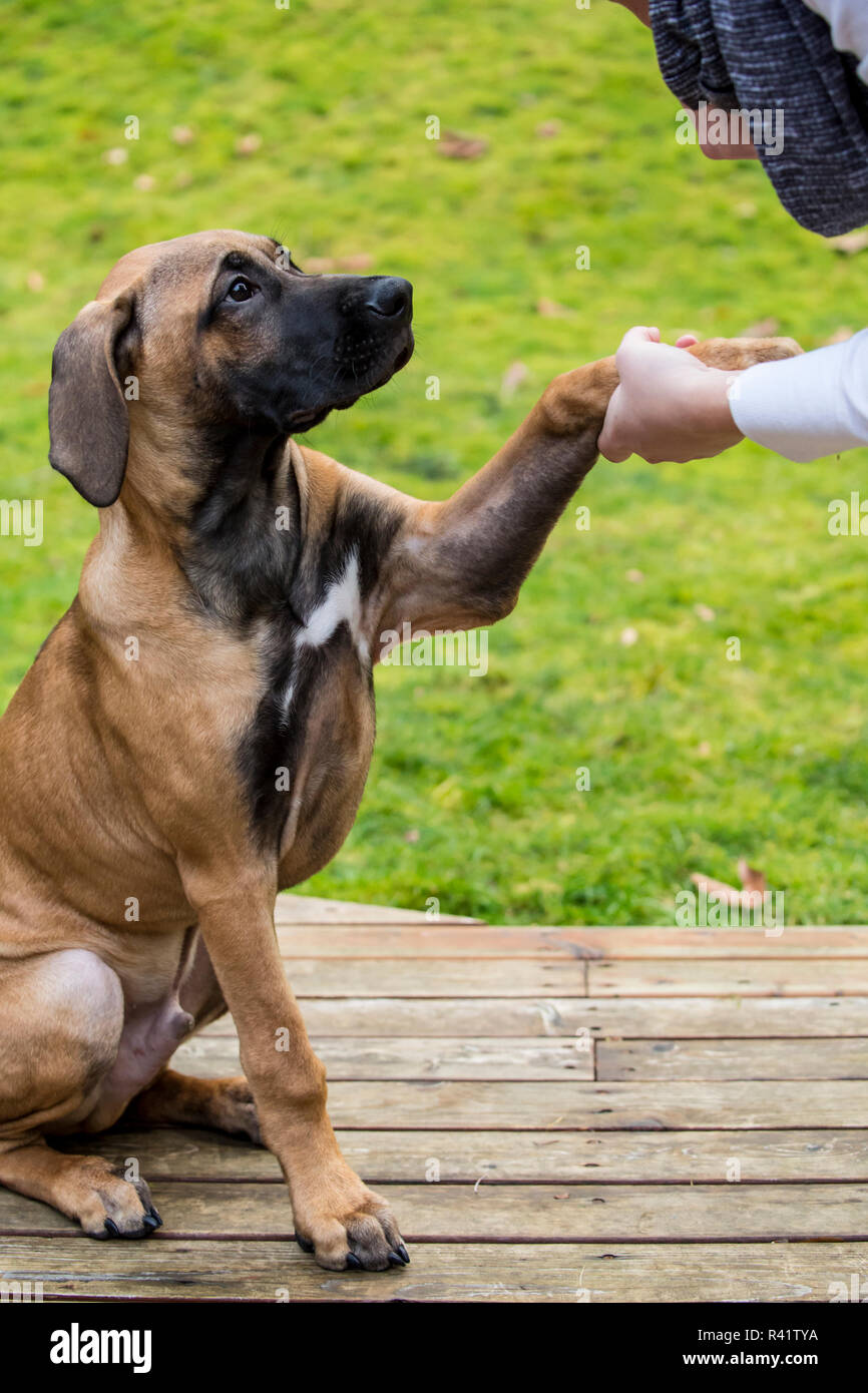 Woman rhodesian ridgeback hi-res stock photography and images - Alamy