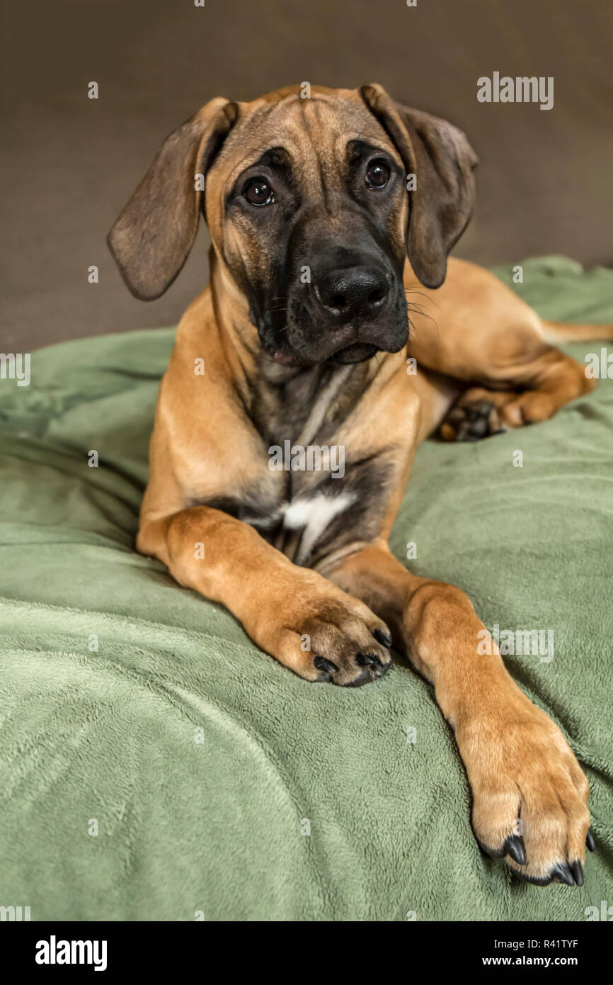 Rhodesian ridgeback puppy hi-res stock photography and images - Alamy