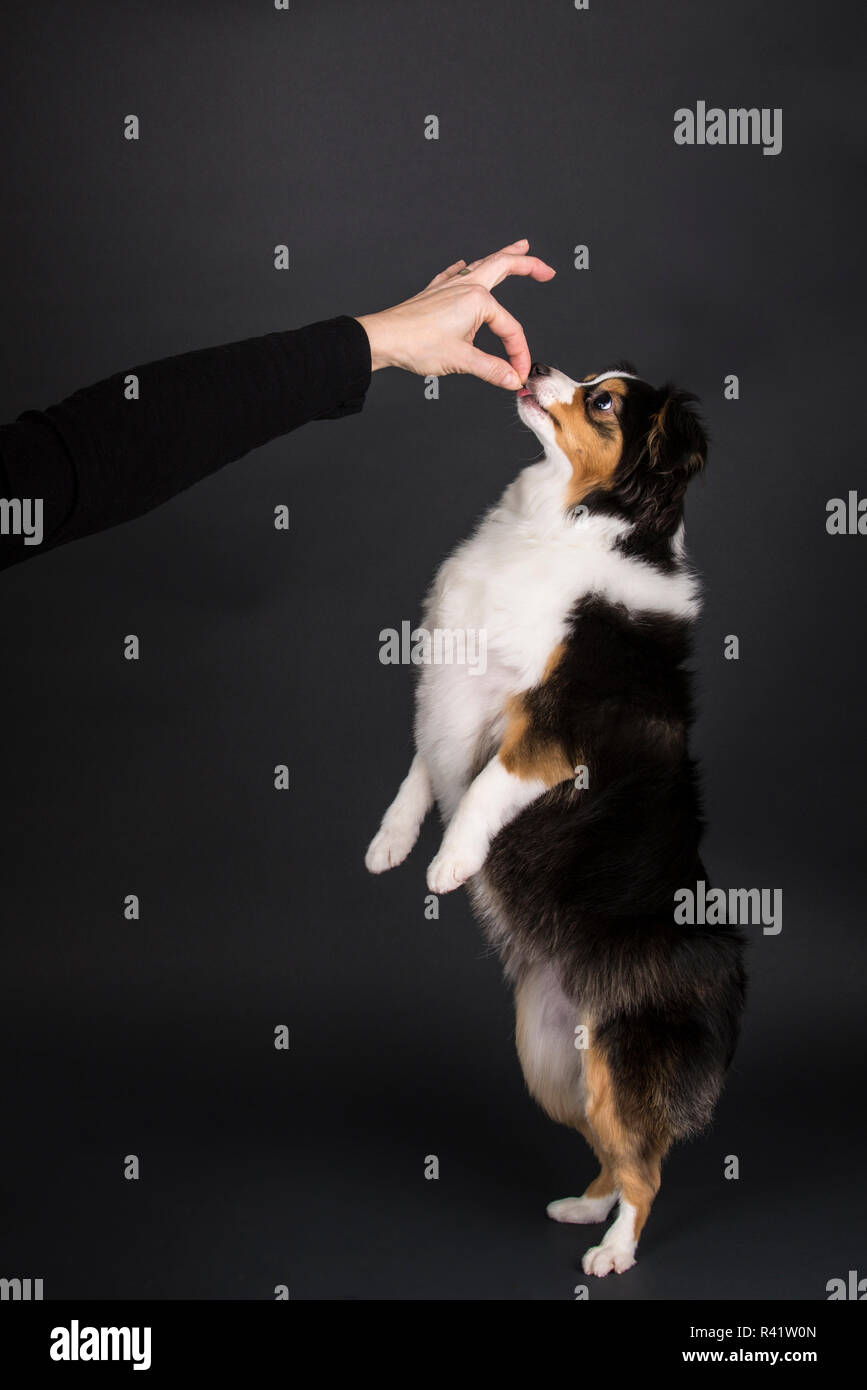 Miniature (or Toy) Australian Shepherd puppy being trained and rewarded ...