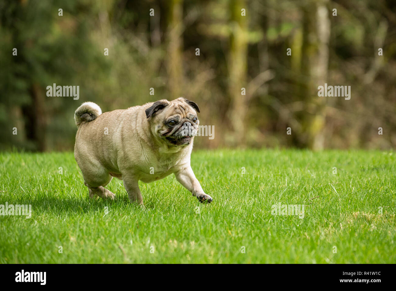 Redmond, Washington State, USA. Fawn Pug walking on his lawn. (PR Stock ...