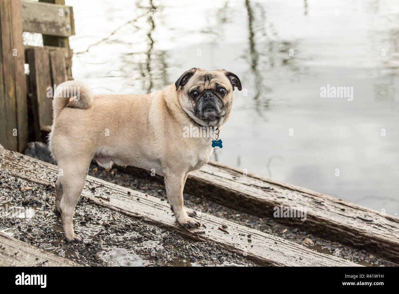 Redmond, Washington State, USA. Fawn-colored Pug posing by the ...