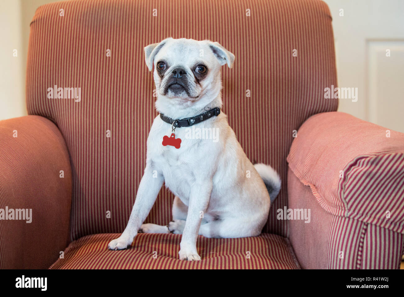 White Pug puppy sitting in an upholstered chair. (PR Stock Photo - Alamy