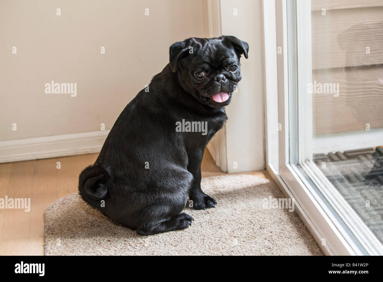 Waiting patiently hi-res stock photography and images - Alamy