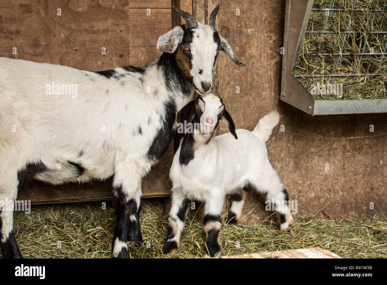 Issaquah, Washington State, USA. Twelve day old mixed breed goat kid ...
