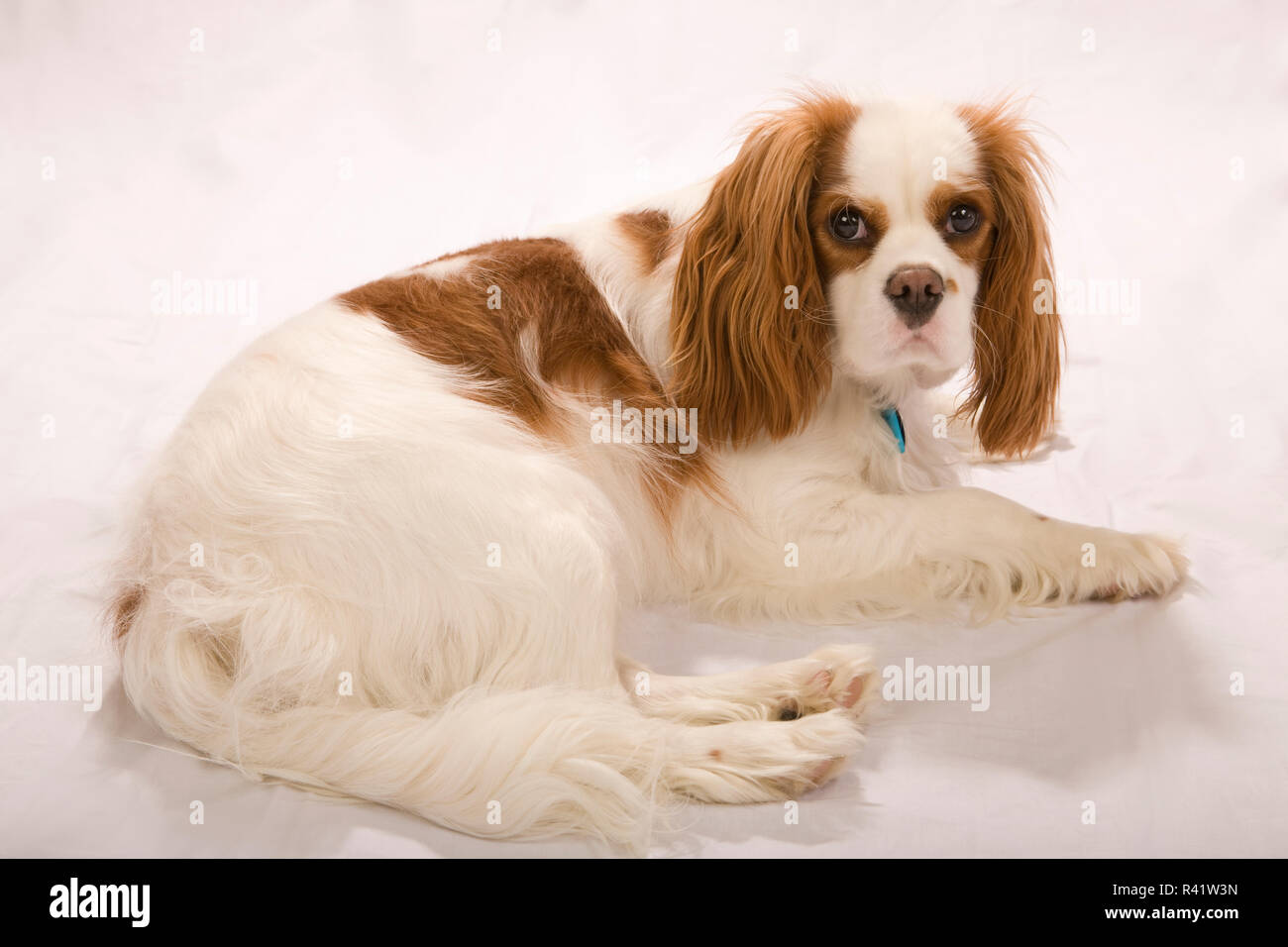 One year old Cavalier King Charles Spaniel reclining in a studio ...