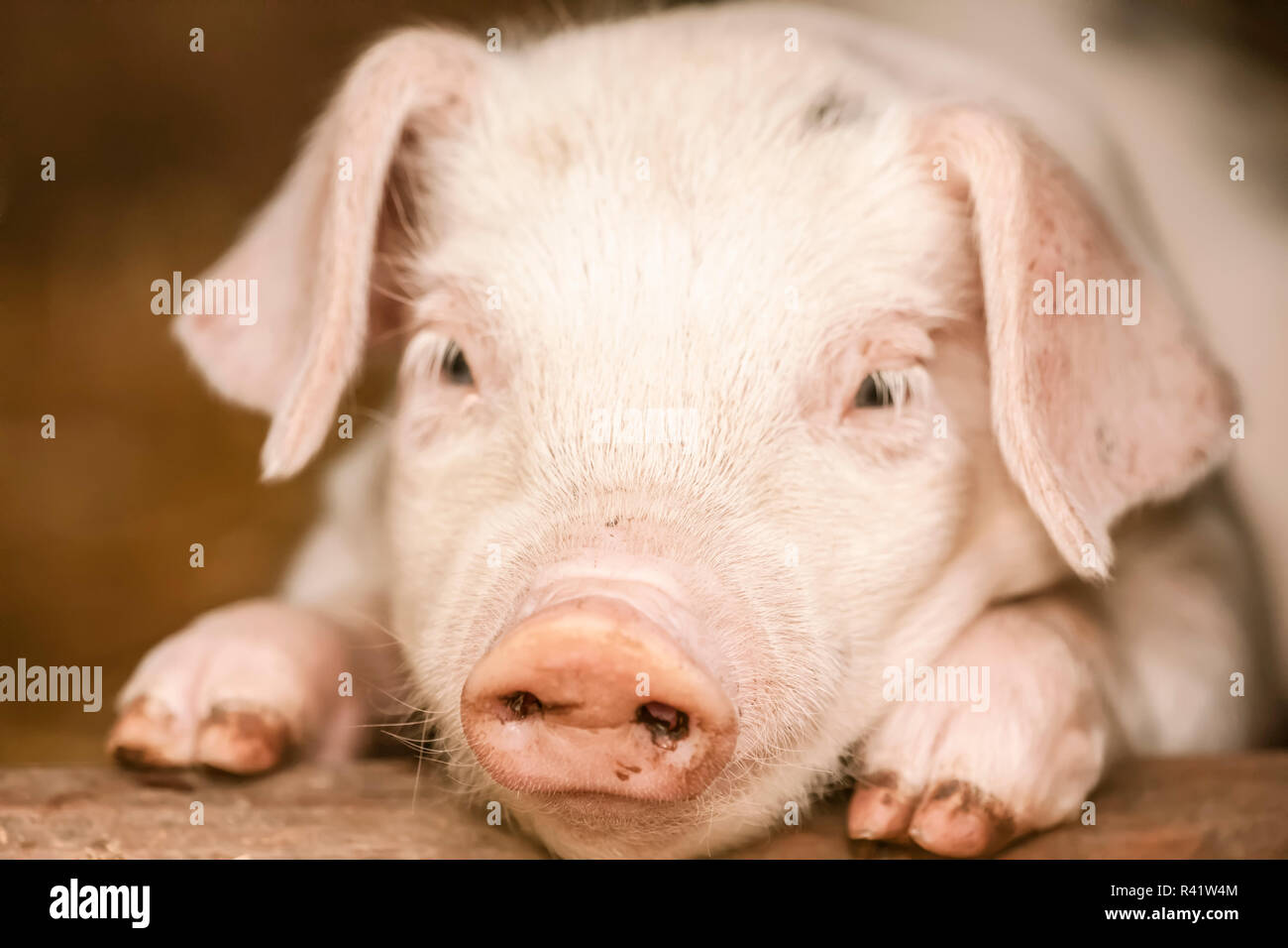 Carnation, Washington State, USA. Gloucester Old Spot piglet portrait ...